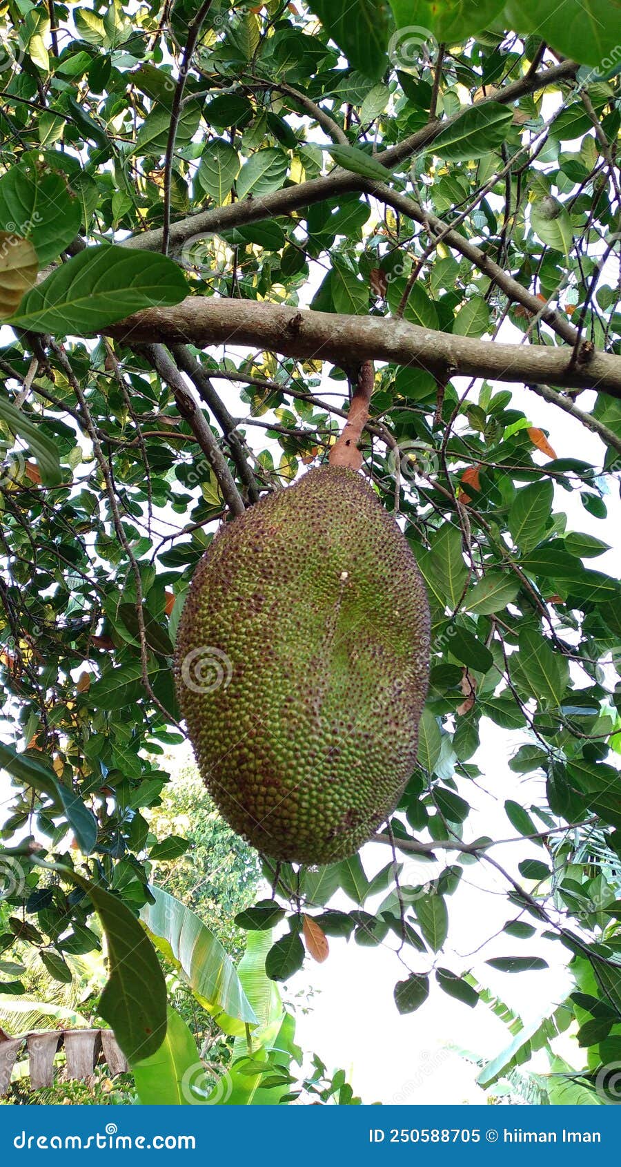 Frutos De Cola Listos Para Ser Cosechados Imagen de archivo - Imagen de ...