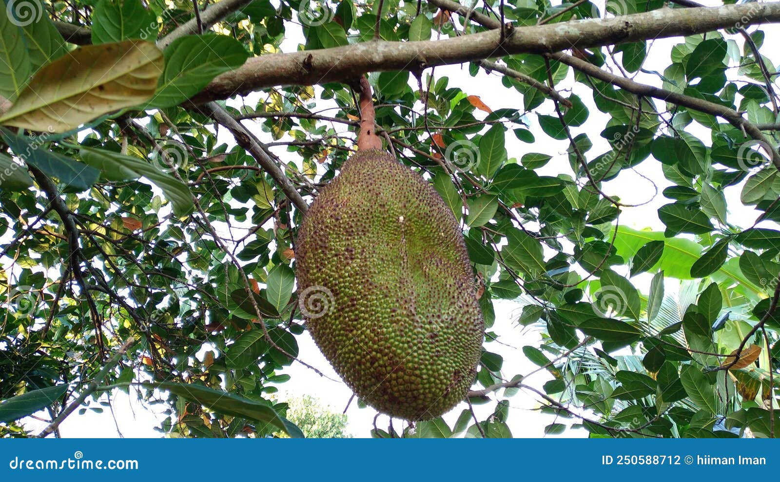 Frutos De Cola Listos Para Ser Cosechados Foto de archivo - Imagen de ...