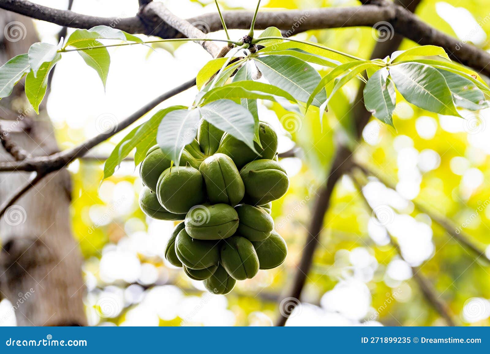 Frutos De Uma Oliveira Java Sterculia Foetida Imagem de Stock - Imagem ...