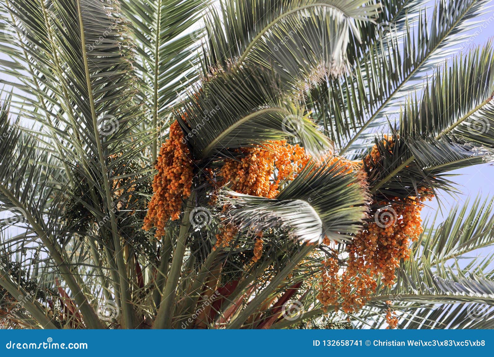 Frutos De Uma Palma De Data Phoenix Dactylifera Imagem de Stock ...