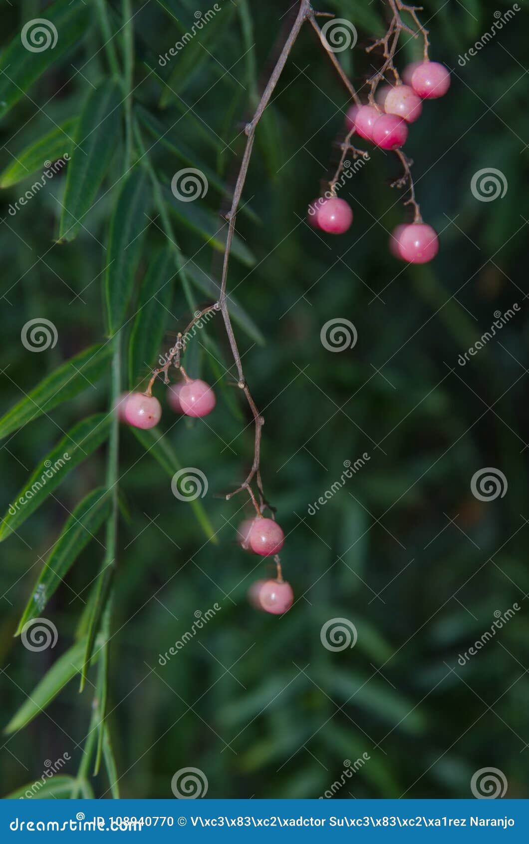 Frutos Do Molle Peruano Do Schinus Da Pimenta Que Move-se Pelo Vento ...