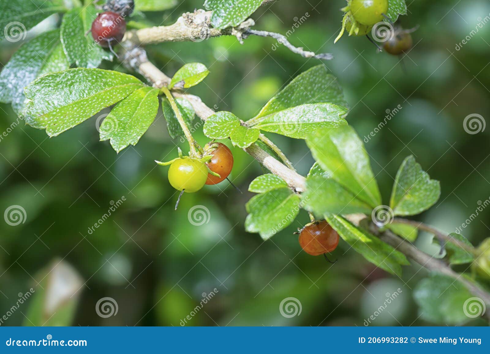 Frutos E Flora Da Planta Murraya Paniculata Foto de Stock - Imagem de ...