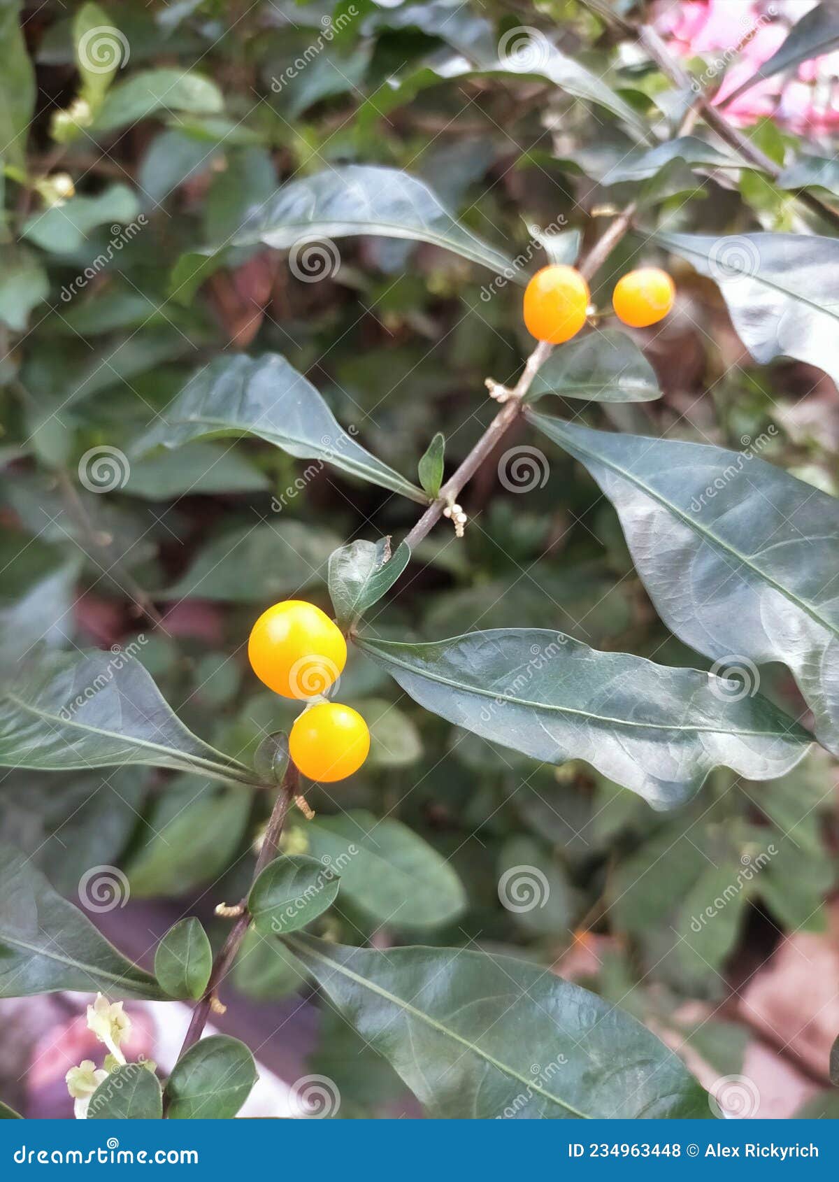 Frutos E Folhas Amarelos Da Planta . Foto de Stock - Imagem de baga ...