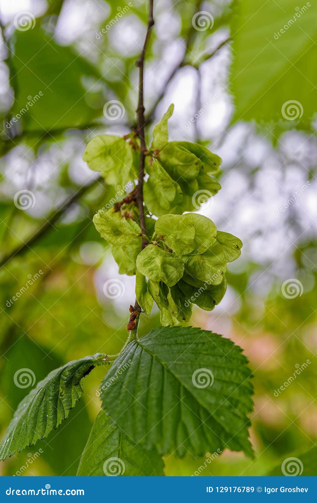 Frutos Imaturos De Um Olmo (glabra Huds Do Ulmus), Samara, Um a Voado ...
