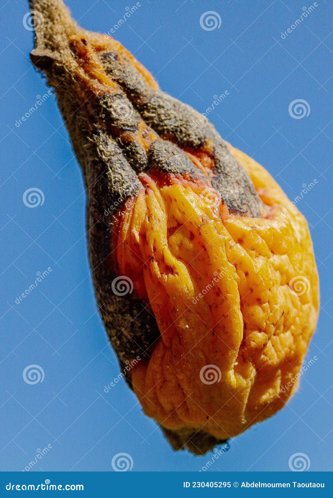 Frutos Momificados De Loquat Imagen de archivo - Imagen de fruta, fondo ... Frutos Momificados De Loquat Imagen de archivo - Imagen de fruta, fondo ...