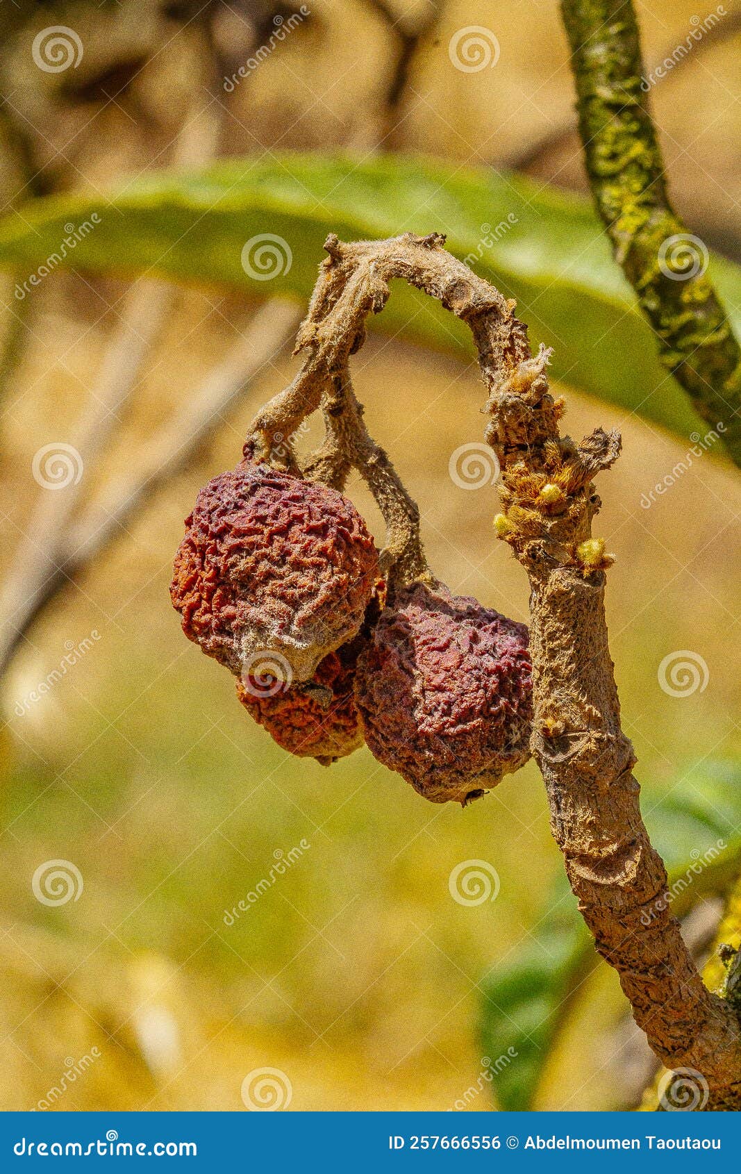 Frutos Momificados De Loquat Foto de archivo - Imagen de vitamina ... Frutos Momificados De Loquat Foto de archivo - Imagen de vitamina ...
