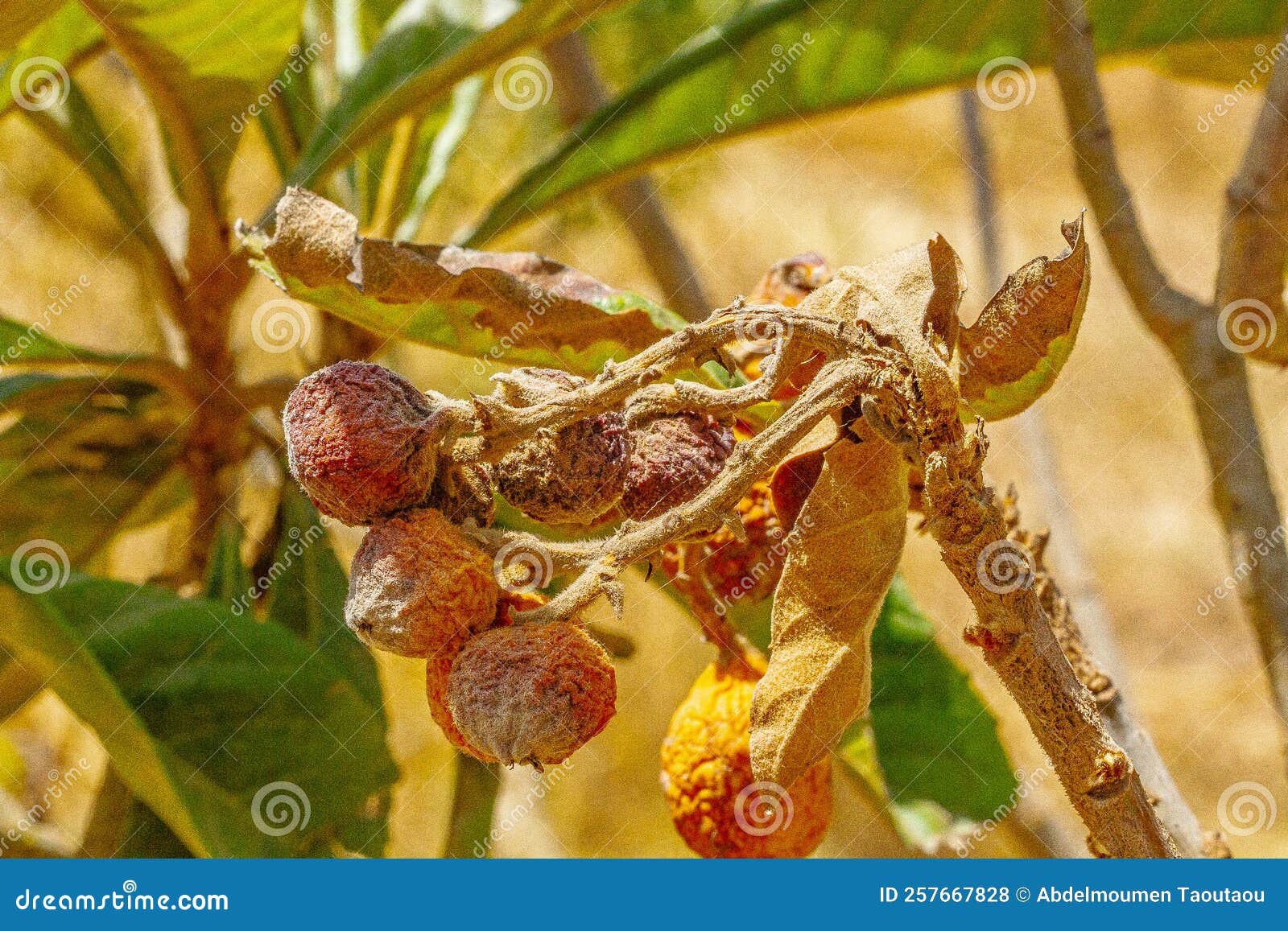 Frutos Momificados De Loquat Foto de archivo - Imagen de hongo ... Frutos Momificados De Loquat Foto de archivo - Imagen de hongo ...