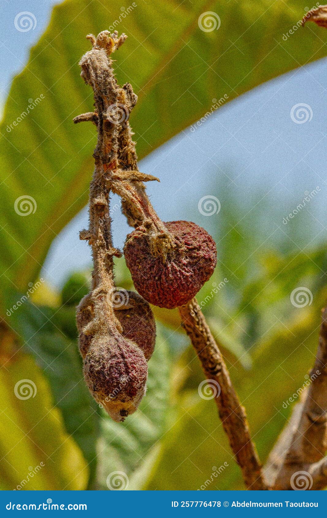 Frutos Momificados De Loquat Foto de archivo - Imagen de japonés ... Frutos Momificados De Loquat Foto de archivo - Imagen de japonés ...