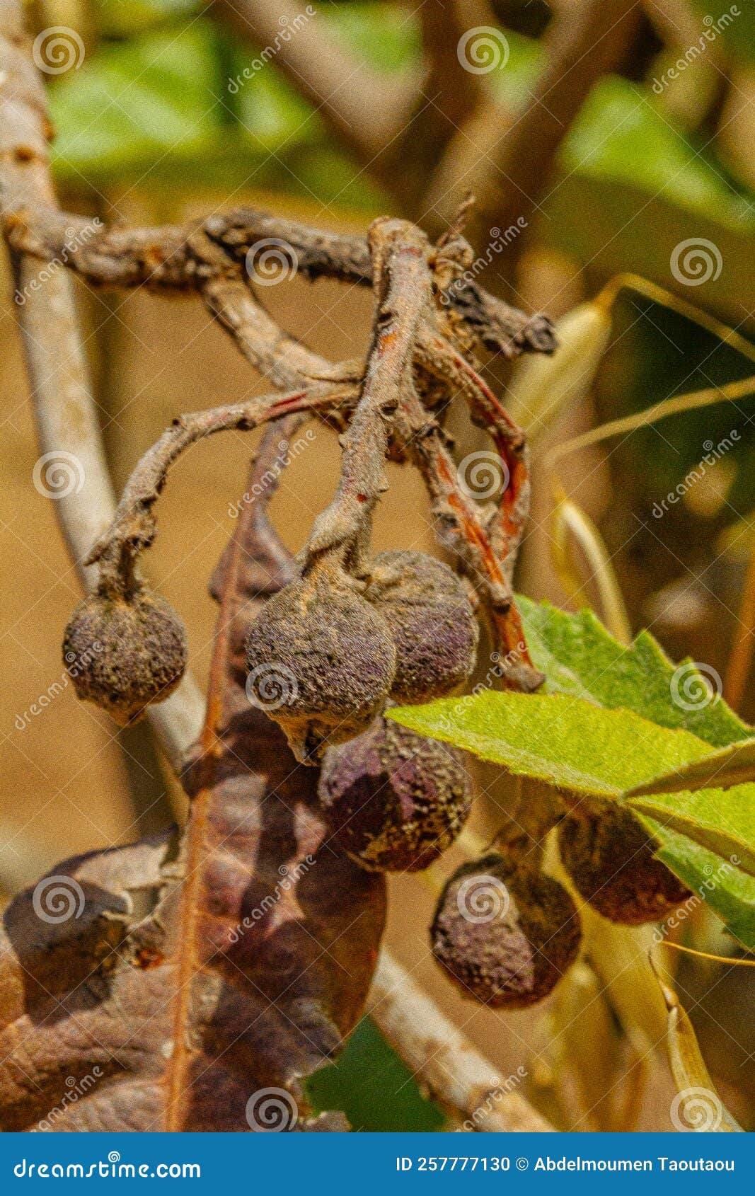Frutos Momificados De Loquat Foto de archivo - Imagen de planta ... Frutos Momificados De Loquat Foto de archivo - Imagen de planta ...