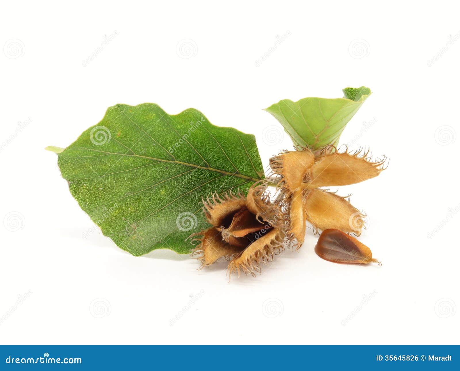Frutos, Sementes E Folha Europeus Da Faia Foto de Stock - Imagem de ...