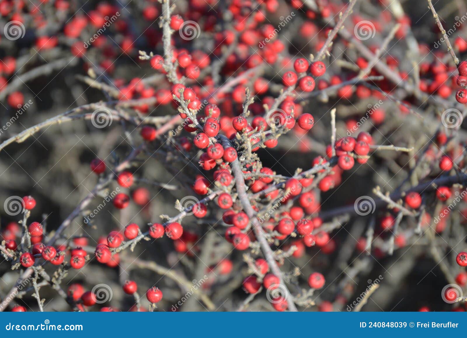 Frutos Vermelhos Em Arbustos Sem Folhas Imagem de Stock - Imagem de ...