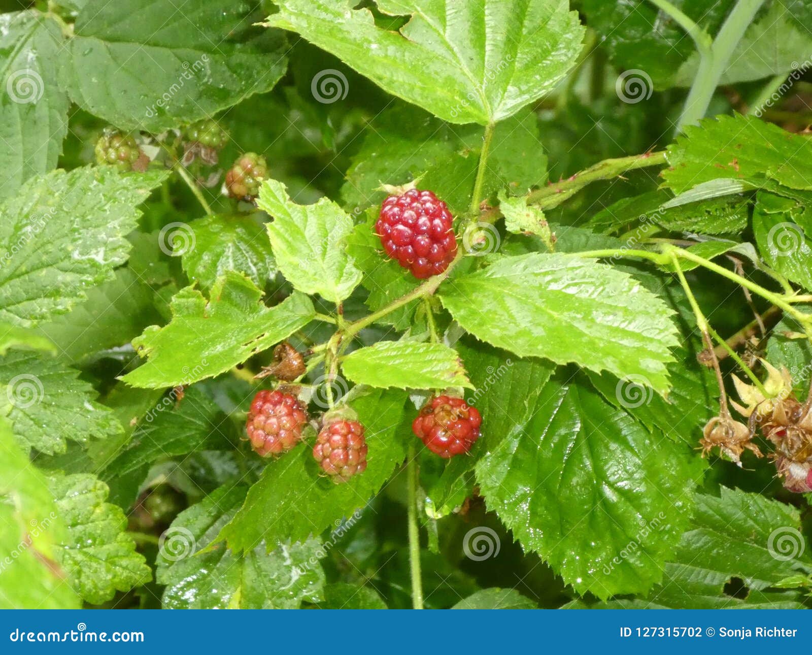 Frutta Acerba Della Mora Sul Cespuglio Fotografia Stock - Immagine di ...