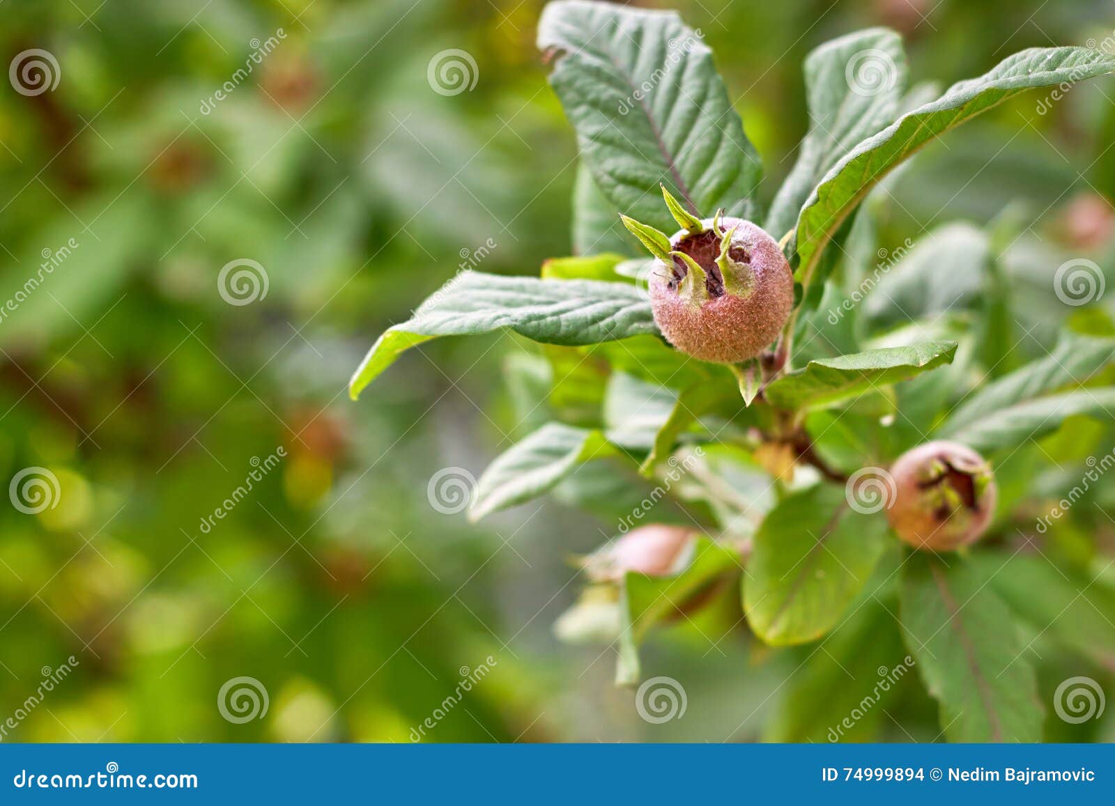 Frutta Comune Della Nespola Fotografia Stock - Immagine di agricoltura ...