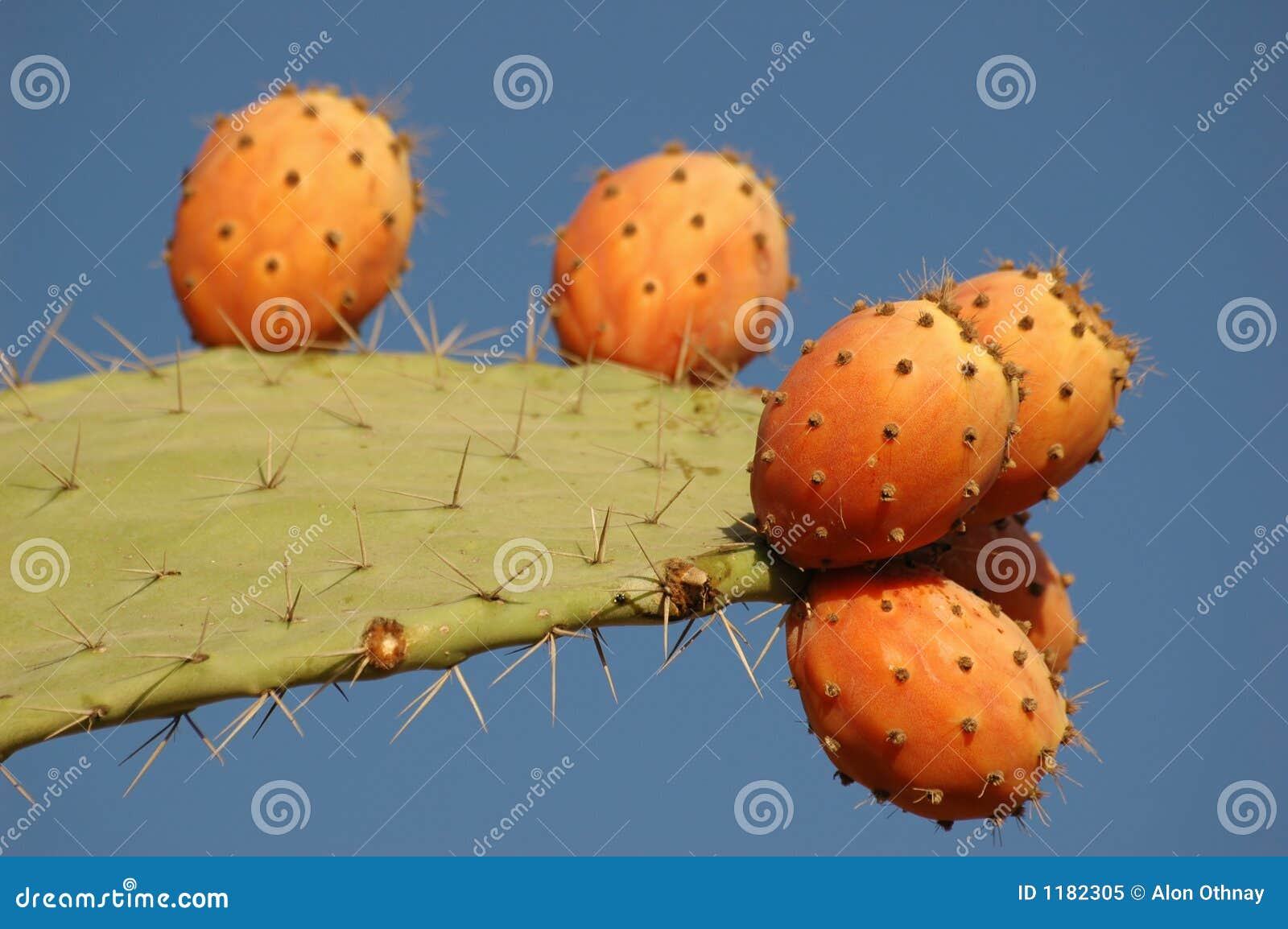 Frutta del cactus immagine stock. Immagine di frutta, spina - 1182305