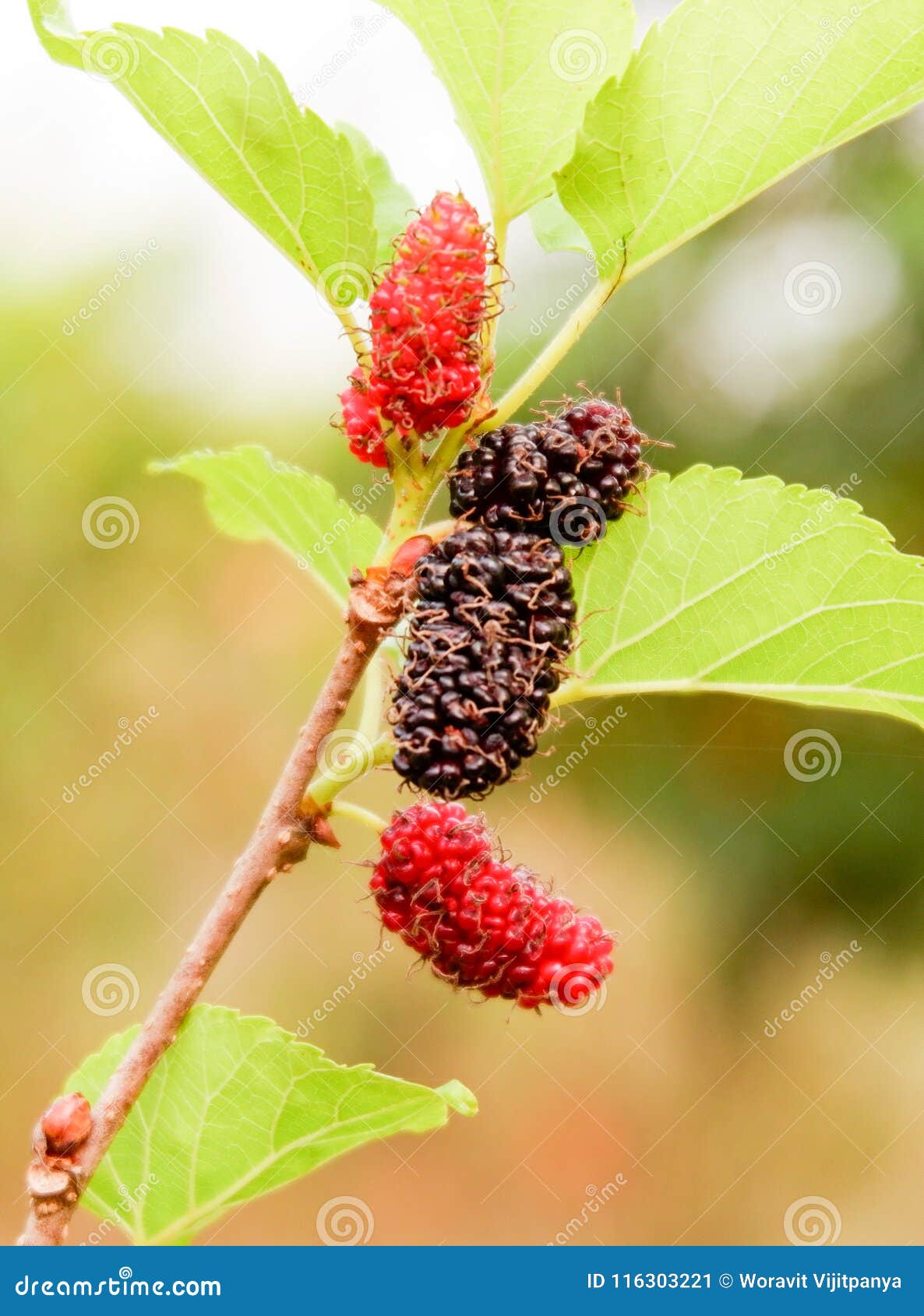 Frutta del gelso immagine stock. Immagine di sano, verde - 116303221