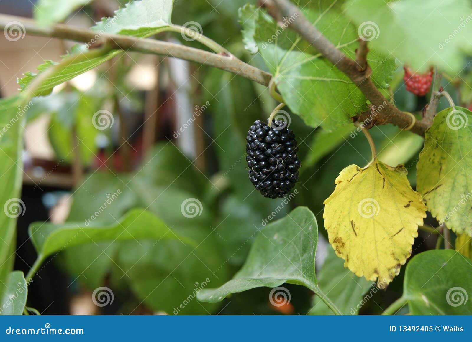 Frutta del gelso immagine stock. Immagine di grappolo - 13492405