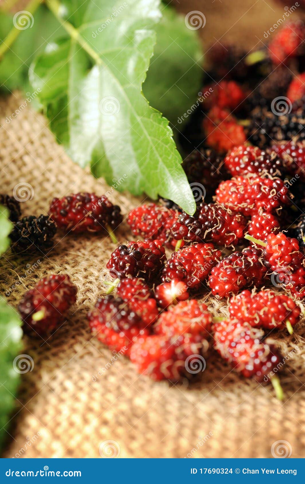 Frutta del gelso fotografia stock. Immagine di alimento - 17690324