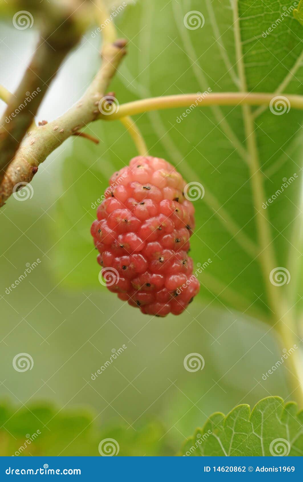 Frutta del gelso rosso fotografia stock. Immagine di fresco - 14620862