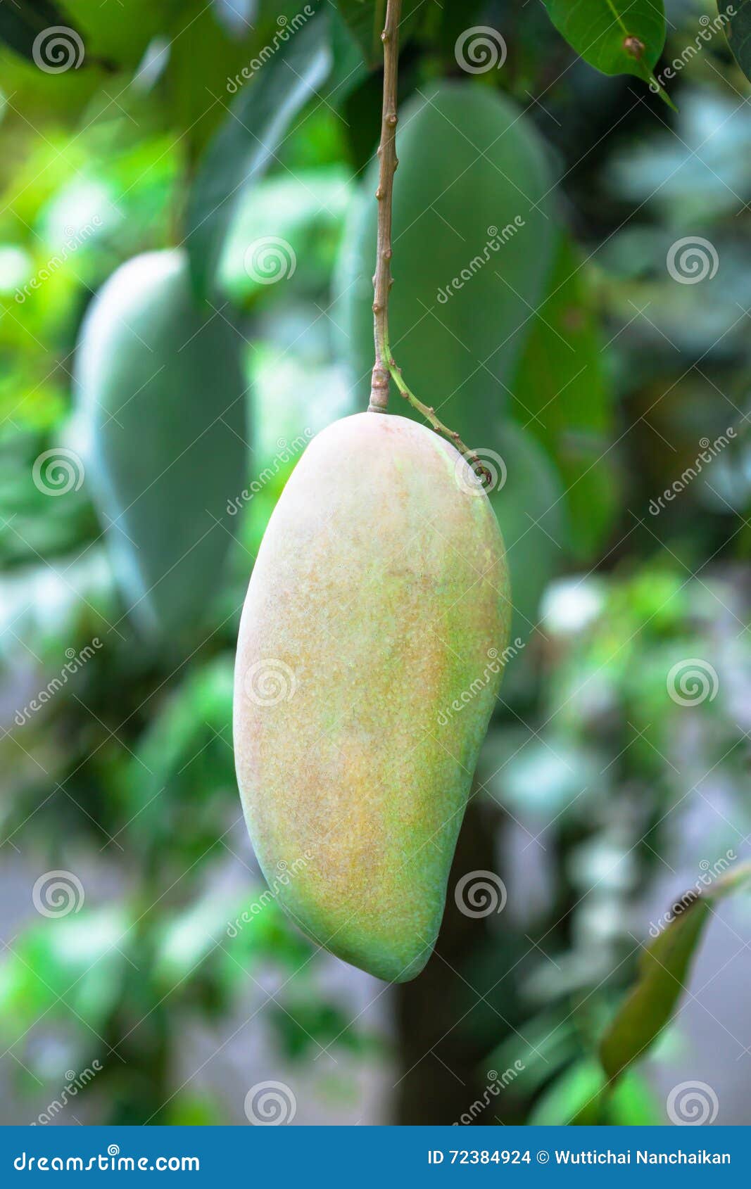 Frutta Del Mango Su Un Albero Di Mango Fotografia Stock - Immagine di ...