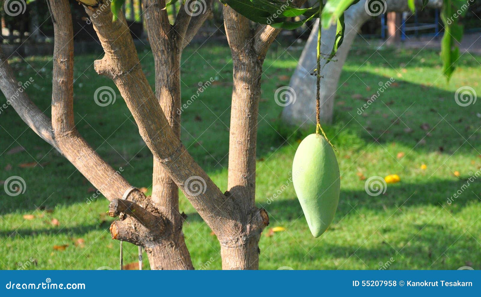 Frutta Del Mango Sull'albero Fotografia Stock - Immagine di naturalness ...