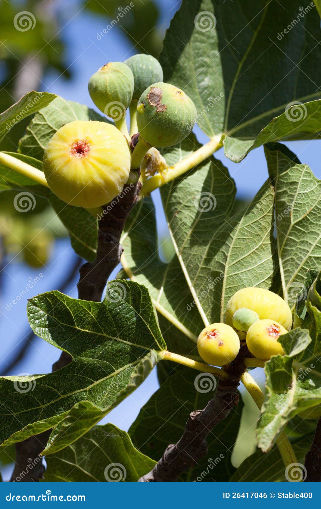 Frutta dell'albero di fico fotografia stock. Immagine di maturo - 26417046