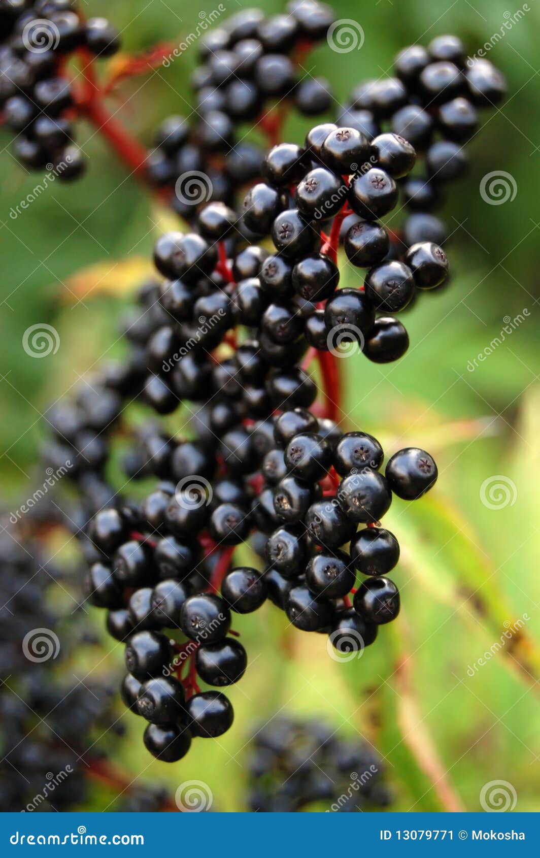 Frutta Della Bacca Di Sambuco Immagine Stock - Immagine di bacche ...