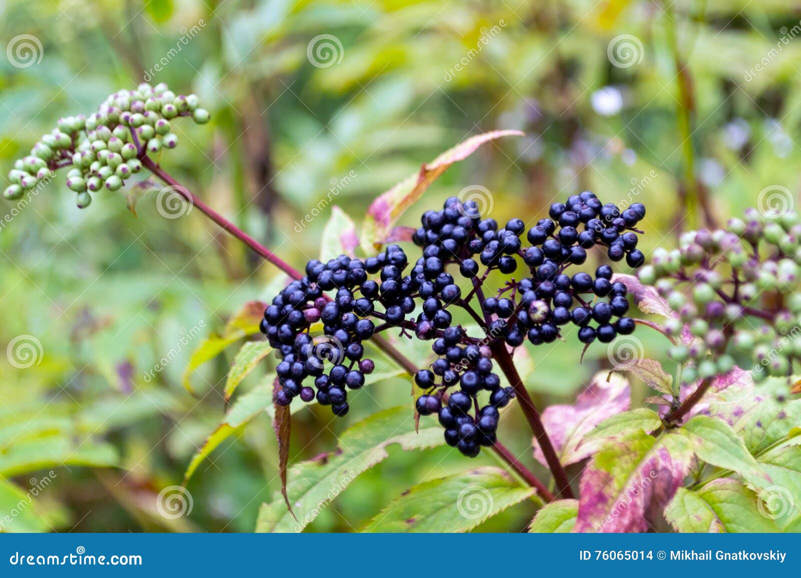 Frutta Della Bacca Di Sambuco in Natura Fotografia Stock - Immagine di ...