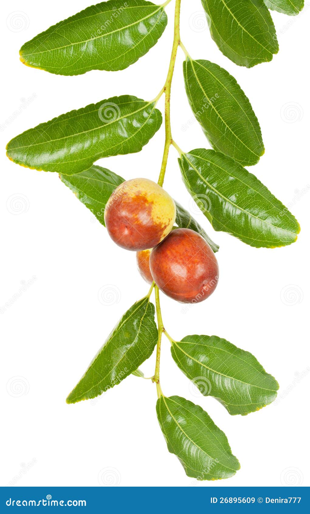 Frutta della giuggiola immagine stock. Immagine di nessuno - 26895609