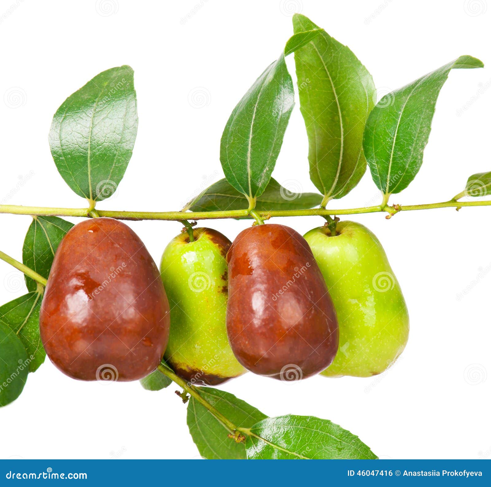 Frutta della giuggiola fotografia stock. Immagine di ingrediente - 46047416