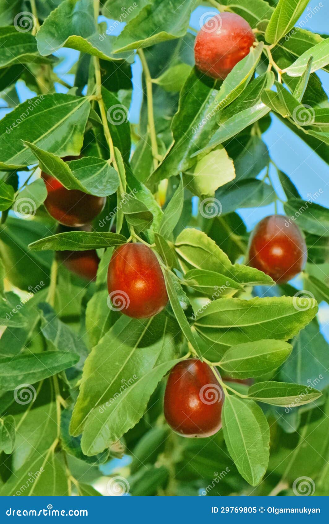 Giuggiola sull'albero immagine stock. Immagine di data - 29769805