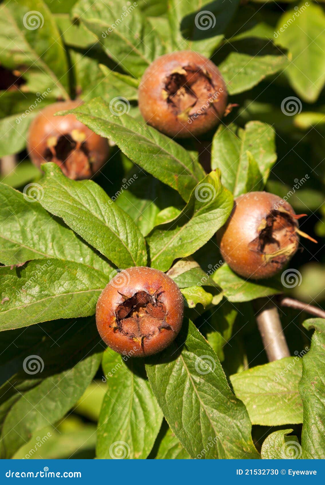 Frutta Della Nespola Di Commeon Sulla Filiale Fotografia Stock ...