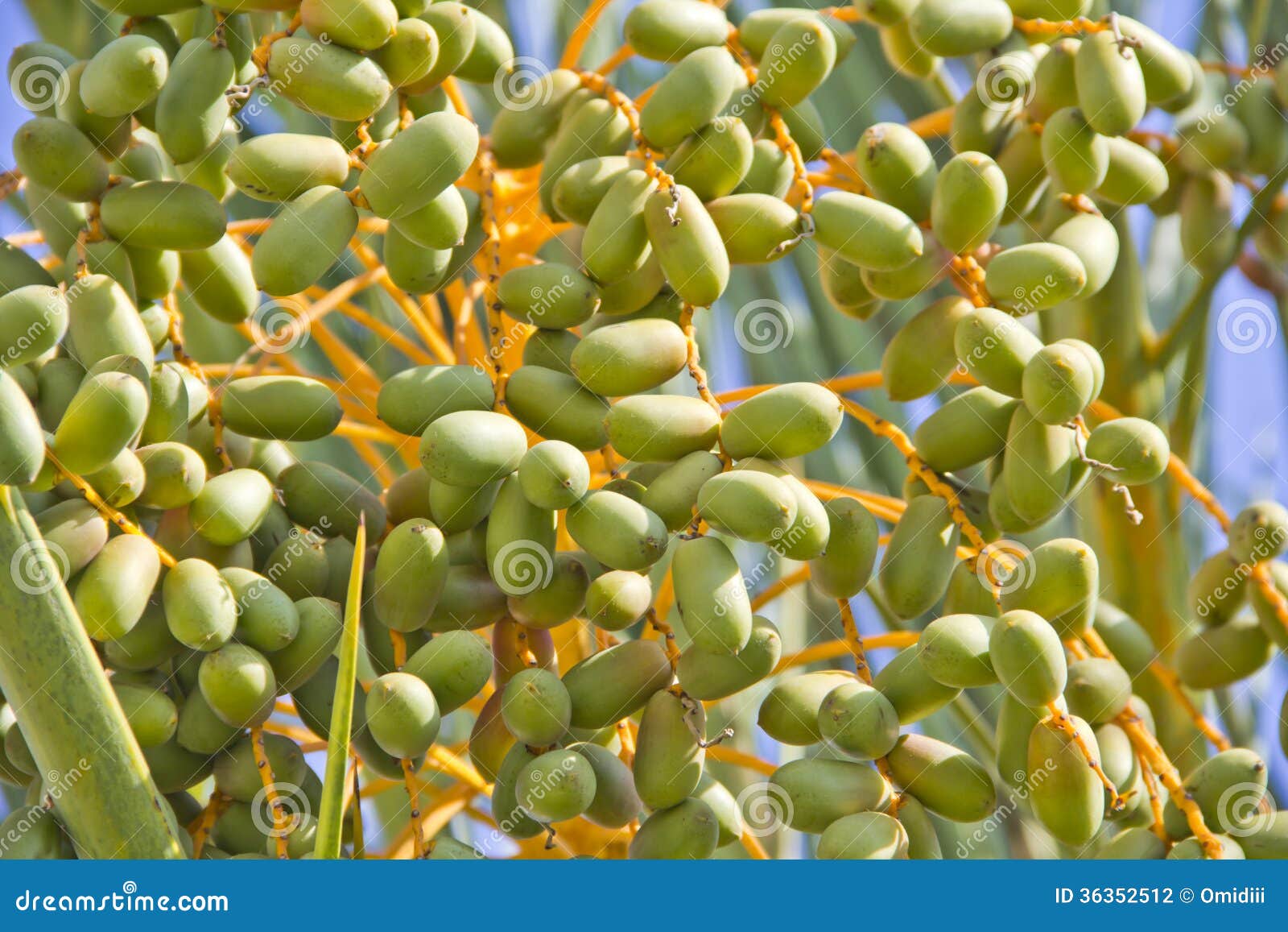 Frutta Della Palma Da Datteri Fotografia Stock - Immagine di nave ...