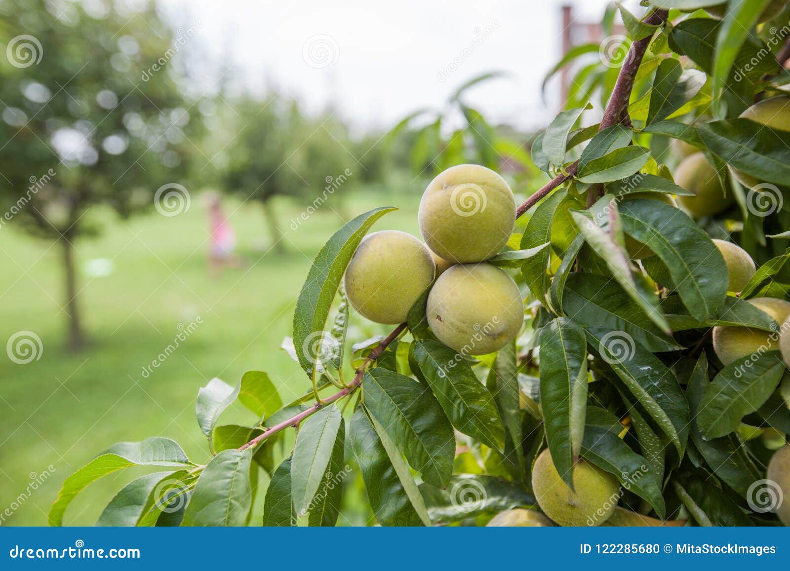 Frutta Della Pesca Sull'albero Fotografia Stock - Immagine di fresco ...