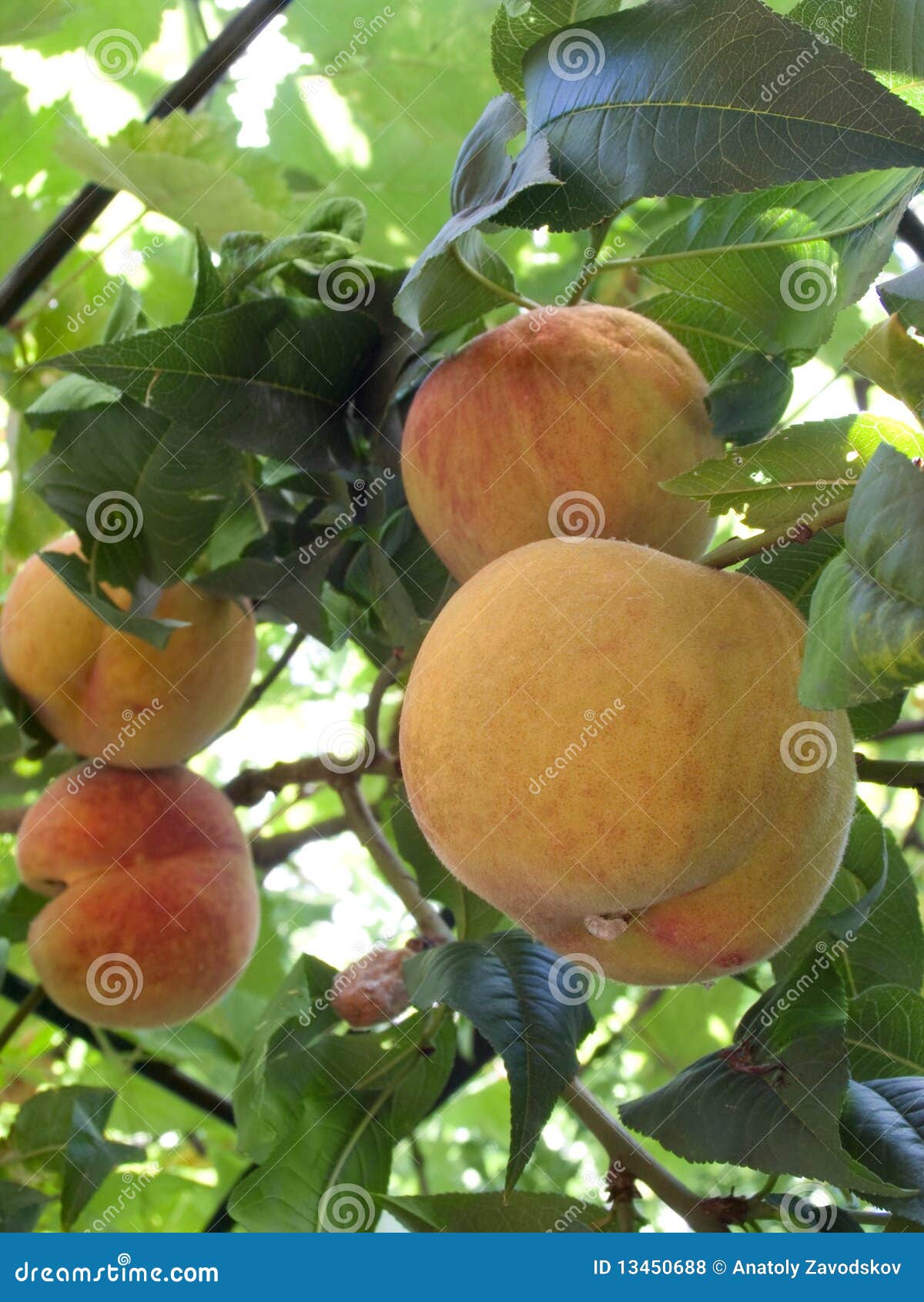 Frutta di una pesca fotografia stock. Immagine di maturo - 13450688
