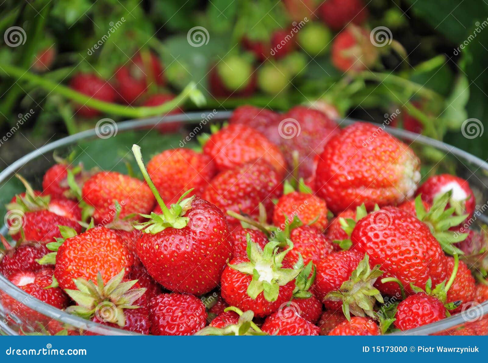 Frutta dolce della fragola fotografia stock. Immagine di consumo - 15173000