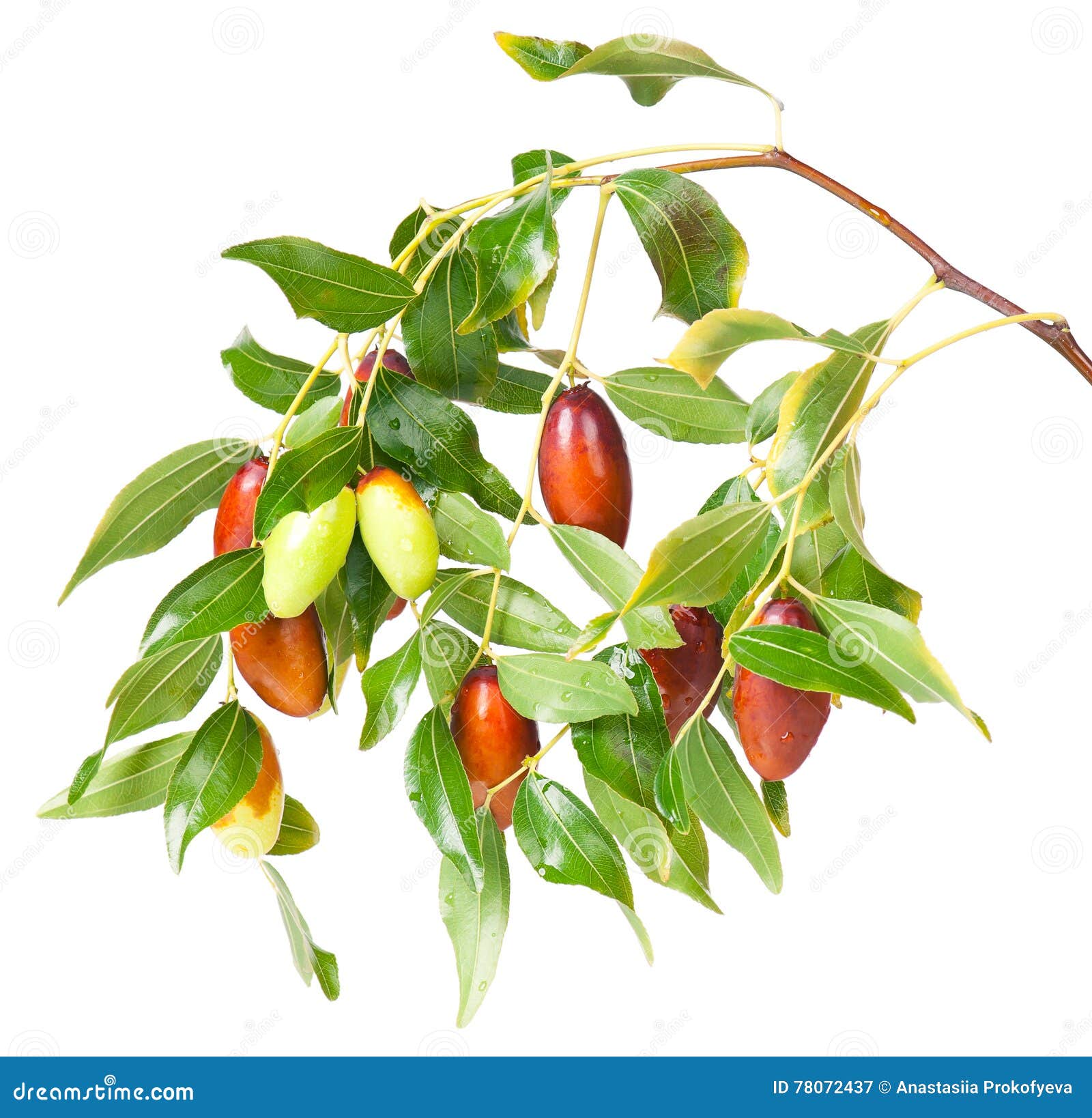 Frutta Fresca Della Giuggiola Immagine Stock - Immagine di sano, sfera ...