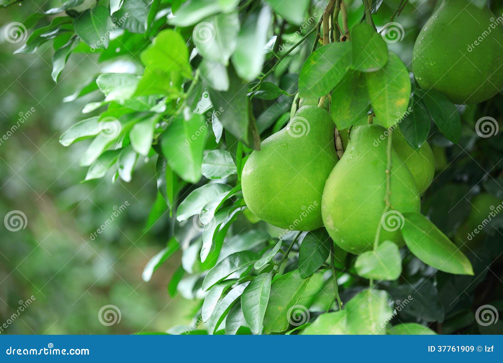 Frutta verde del pompelmo immagine stock. Immagine di cielo - 37761909