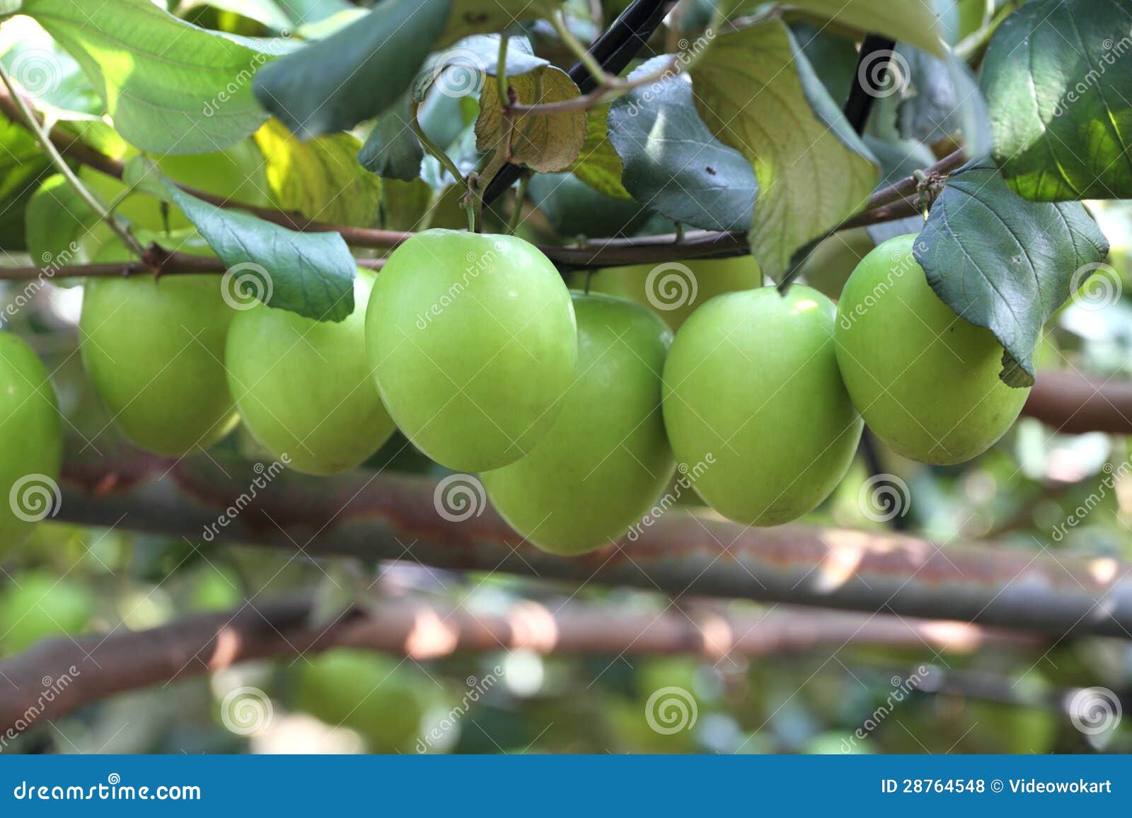 Frutta Verde Della Giuggiola Fotografia Stock - Immagine di saporito ...