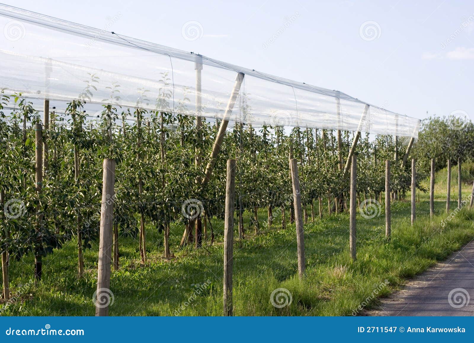 Frutteto immagine stock. Immagine di nave, rurale, erba - 2711547