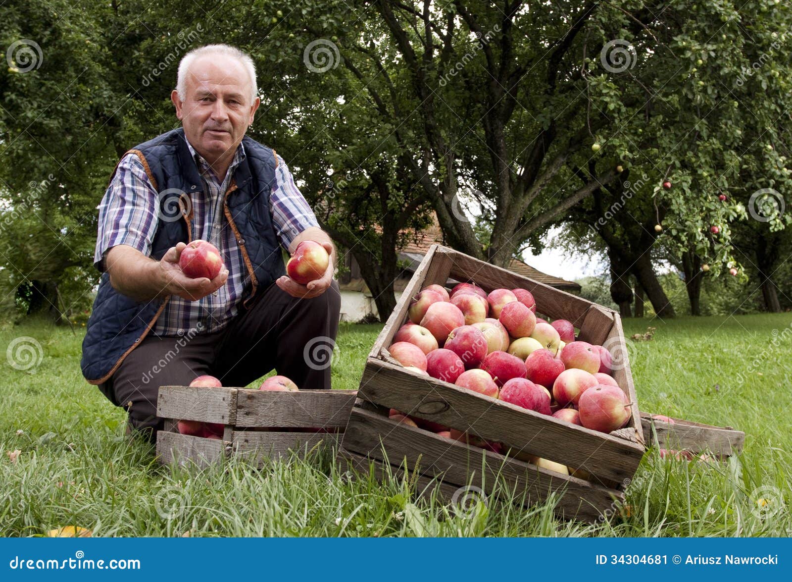 Frutteto immagine stock. Immagine di agricoltura, frutteto - 34304681