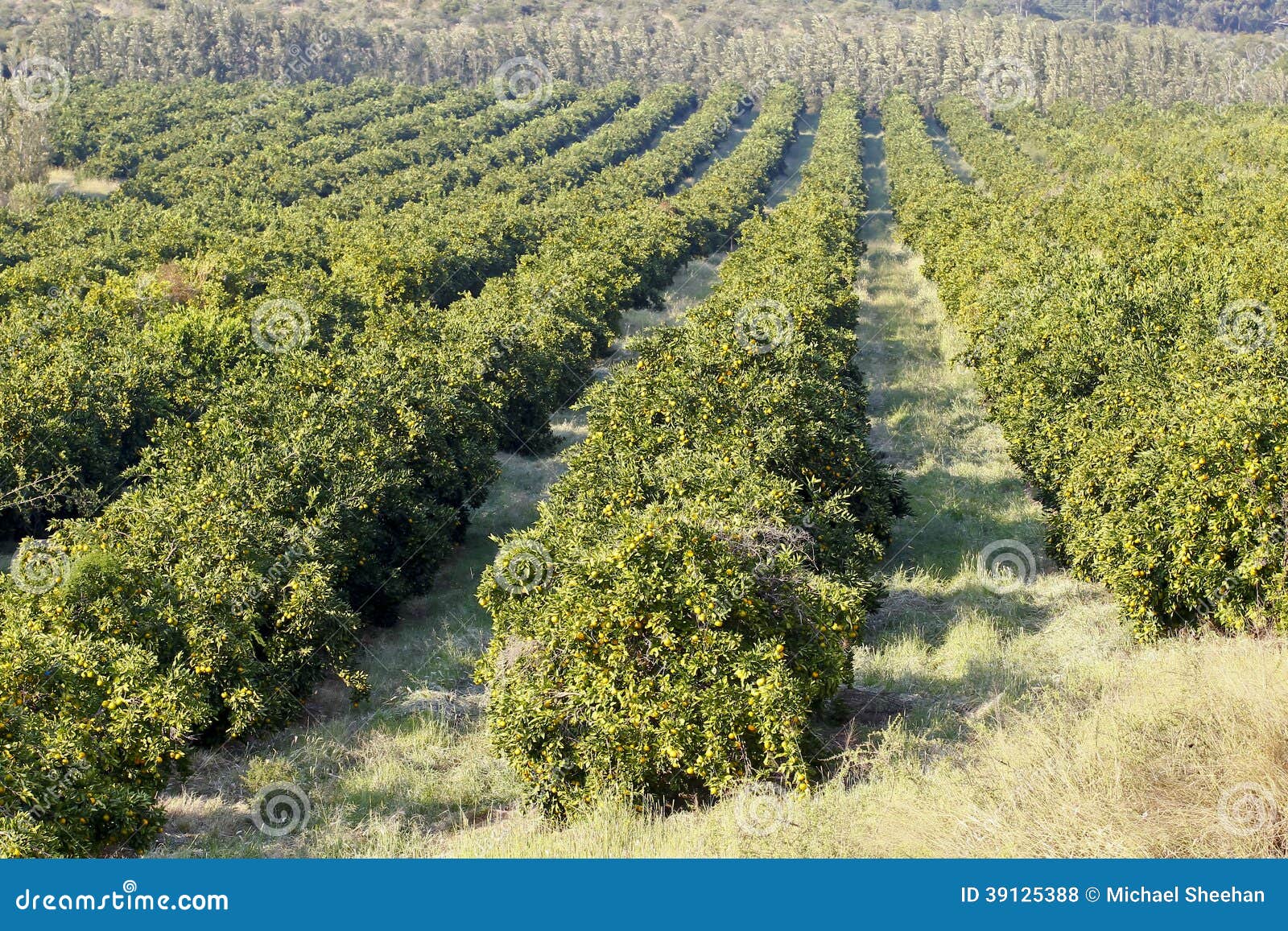 Frutteto di frutta fotografia stock. Immagine di stagione - 39125388