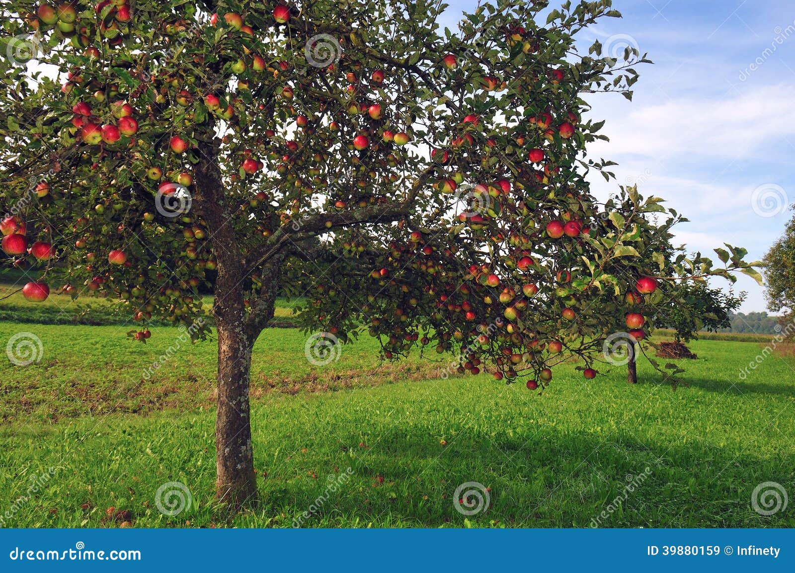 Frutteto di melo immagine stock. Immagine di frutteto - 39880159