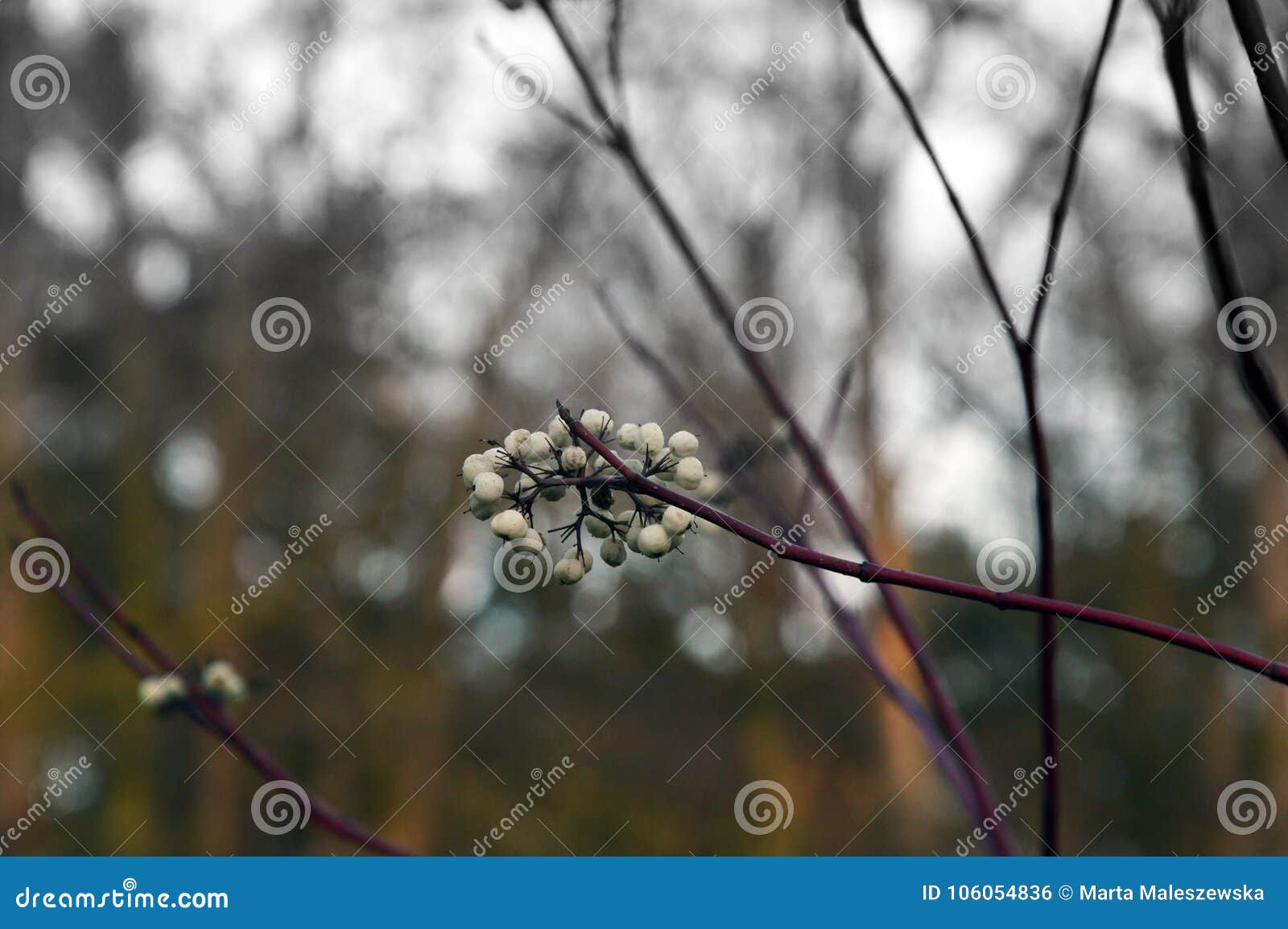 Frutti Bianchi Dello Snowberry Comune Alla Caduta Fotografia Stock ...