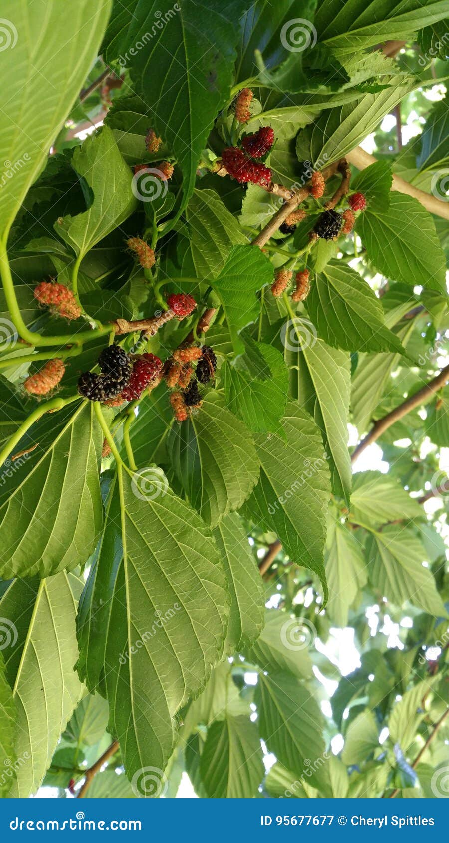 Frutti Del Gelso Sull'albero Immagine Stock - Immagine di naughty ...