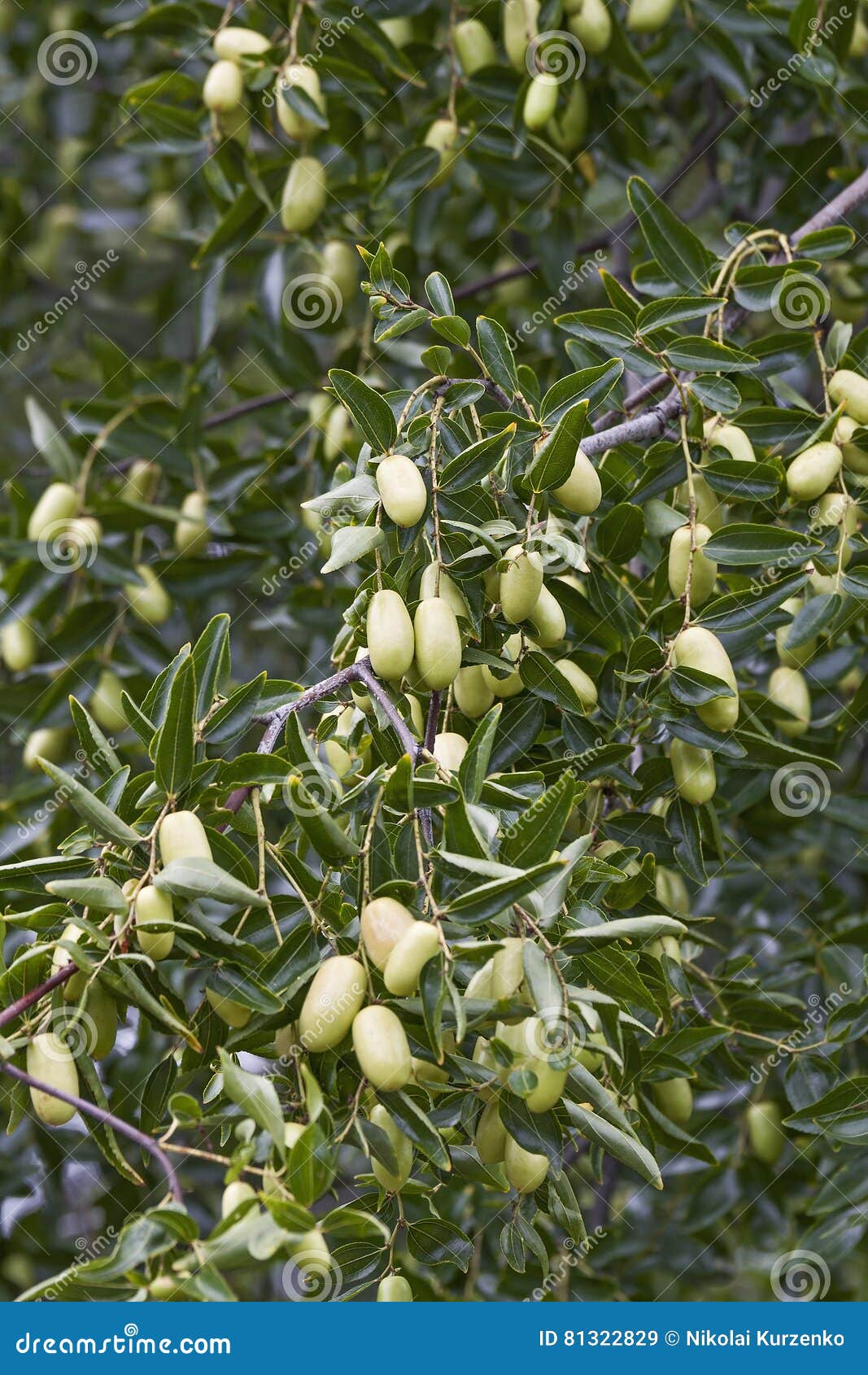 Frutti della giuggiola immagine stock. Immagine di nave - 81322829