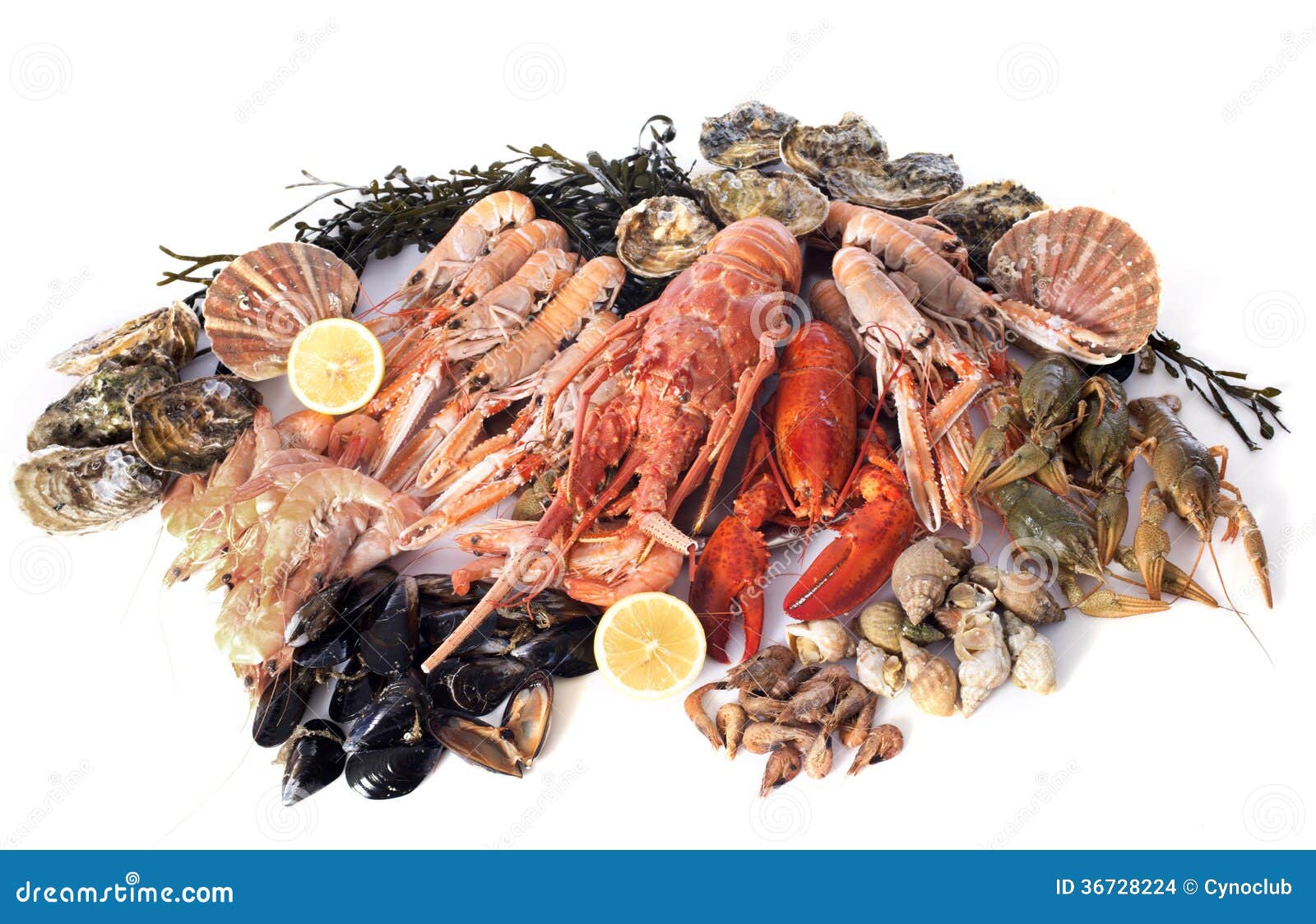 Frutti di mare fotografia stock. Immagine di lusso, studio - 36728224
