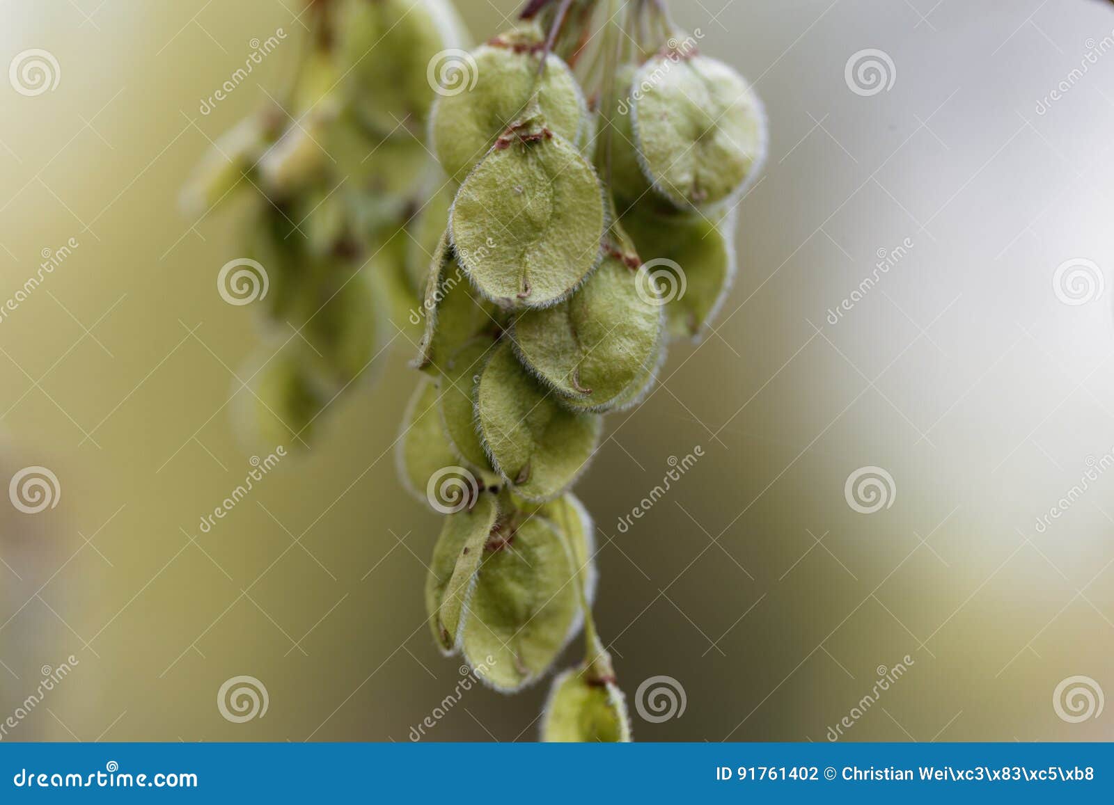 Frutti Di Un Ulmus Laevis Europeo Dell'olmo Bianco Fotografia Stock ... Frutti Di Un Ulmus Laevis Europeo Dell'olmo Bianco Fotografia Stock ...