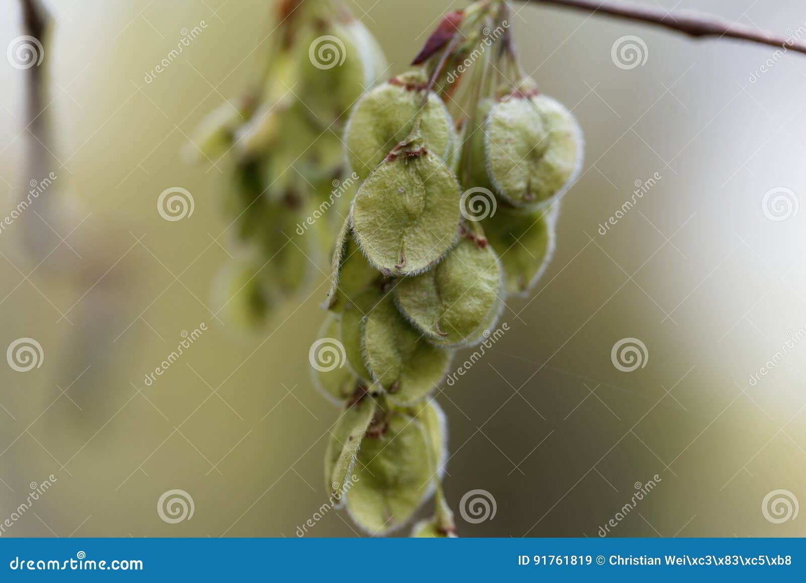 Frutti Di Un Ulmus Laevis Europeo Dell'olmo Bianco Immagine Stock ... Frutti Di Un Ulmus Laevis Europeo Dell'olmo Bianco Immagine Stock ...