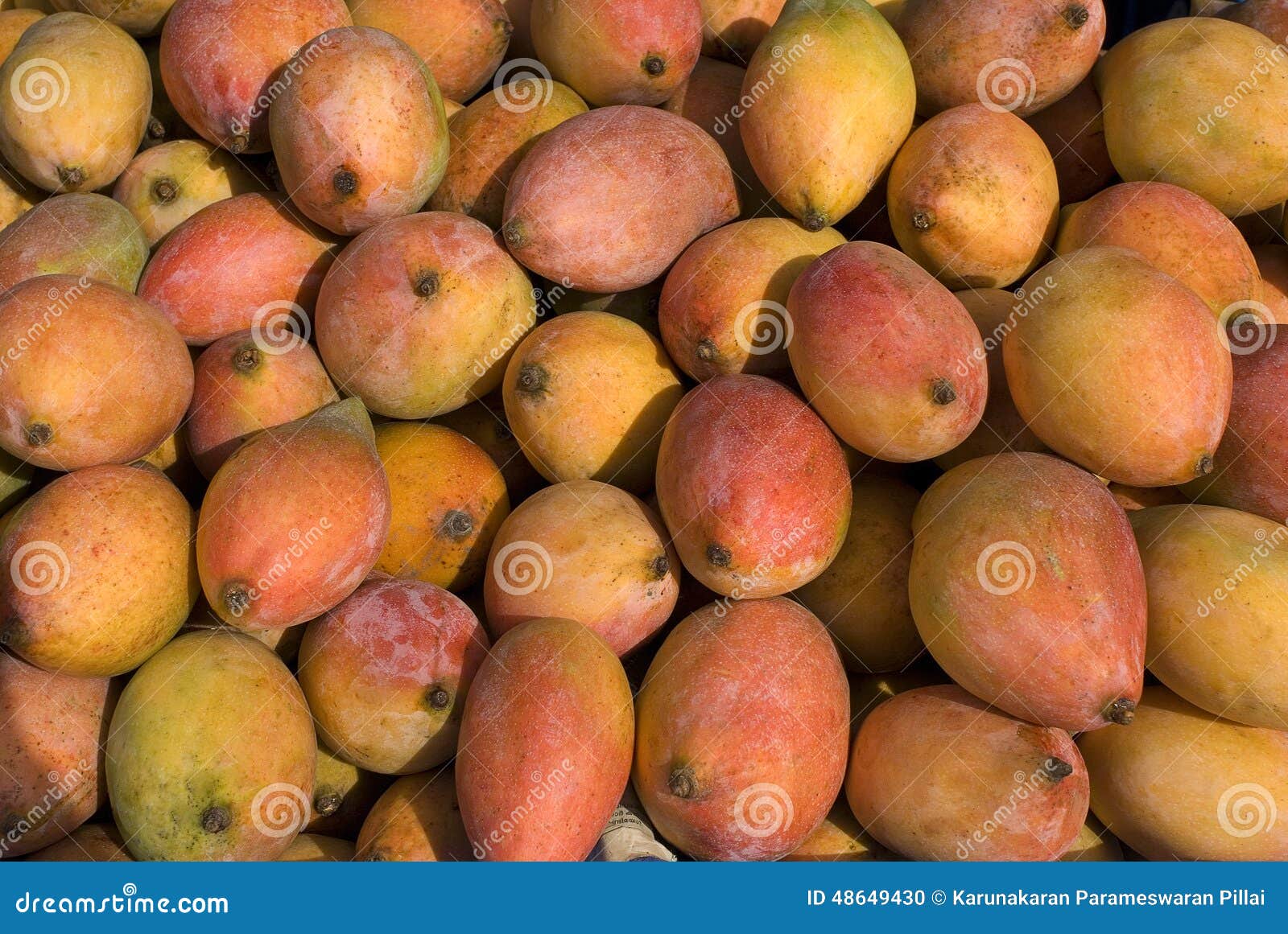 Frutti-mango fotografia stock. Immagine di nave, piante - 48649430