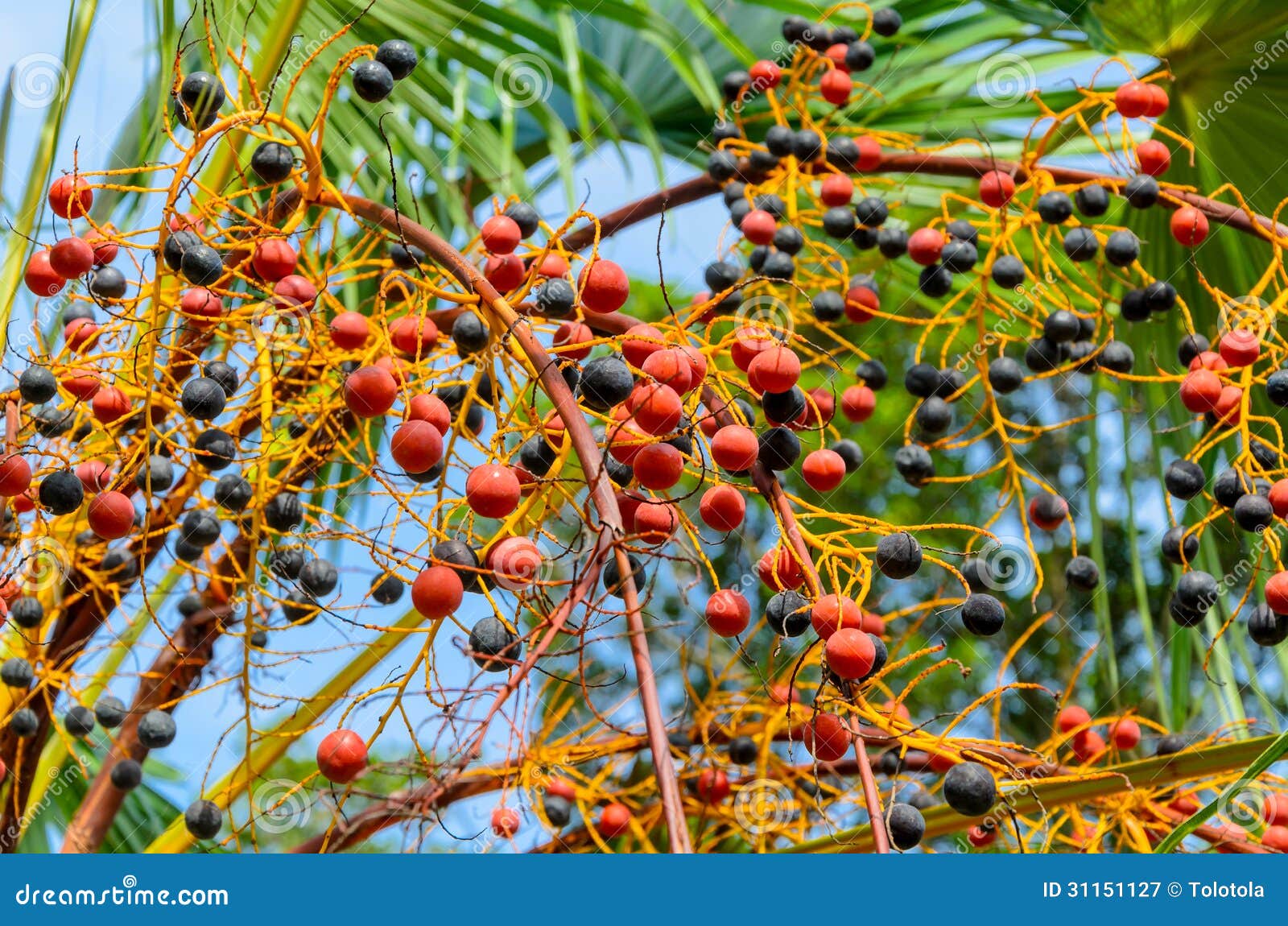 Frutti rossi della palma immagine stock. Immagine di agricoltura - 31151127